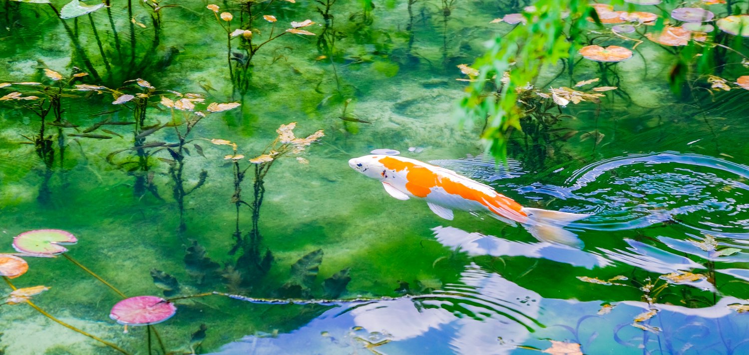 About Seki | Visit Seki Official Guide